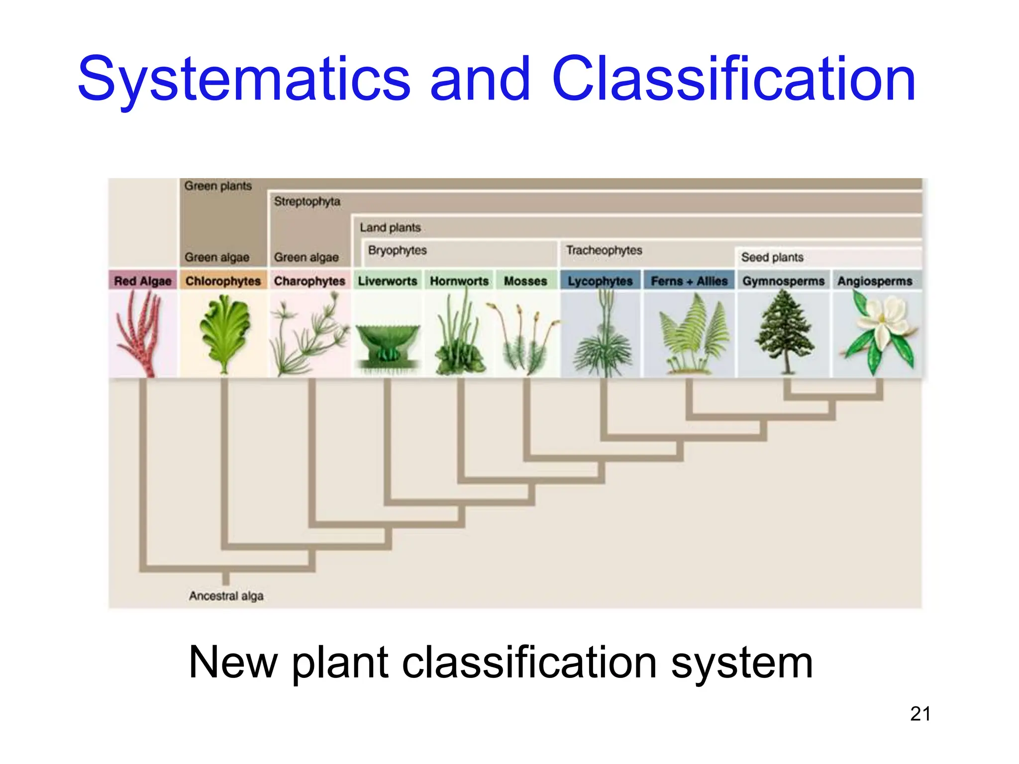 Cladistics in taxonomy.ggggggggddccc@%12367>ppt | PPT