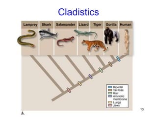 Cladistics in taxonomy.ggggggggddccc@%12367>ppt | PPT