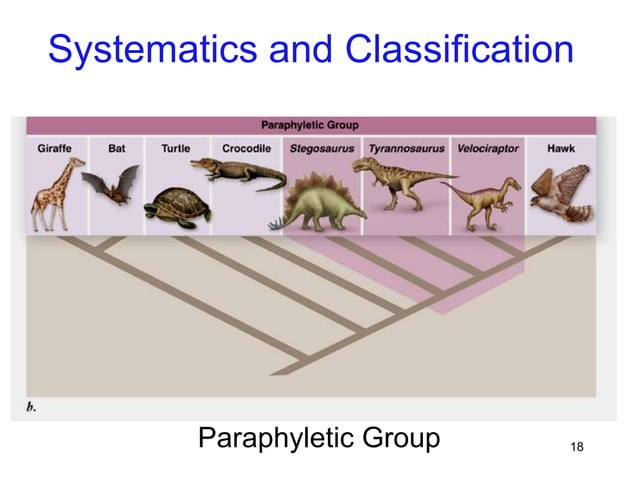 Cladistics in taxonomy.ggggggggddccc@%12367>ppt | PPT