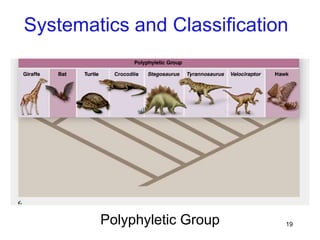 Cladistics in taxonomy.ggggggggddccc@%12367>ppt | PPT