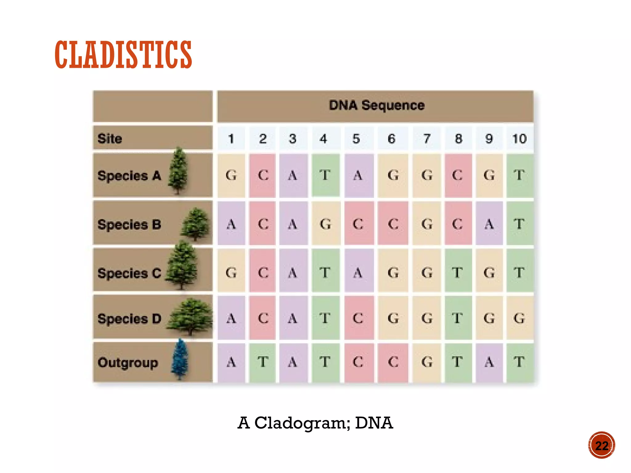 Cladistic systematics | PPT