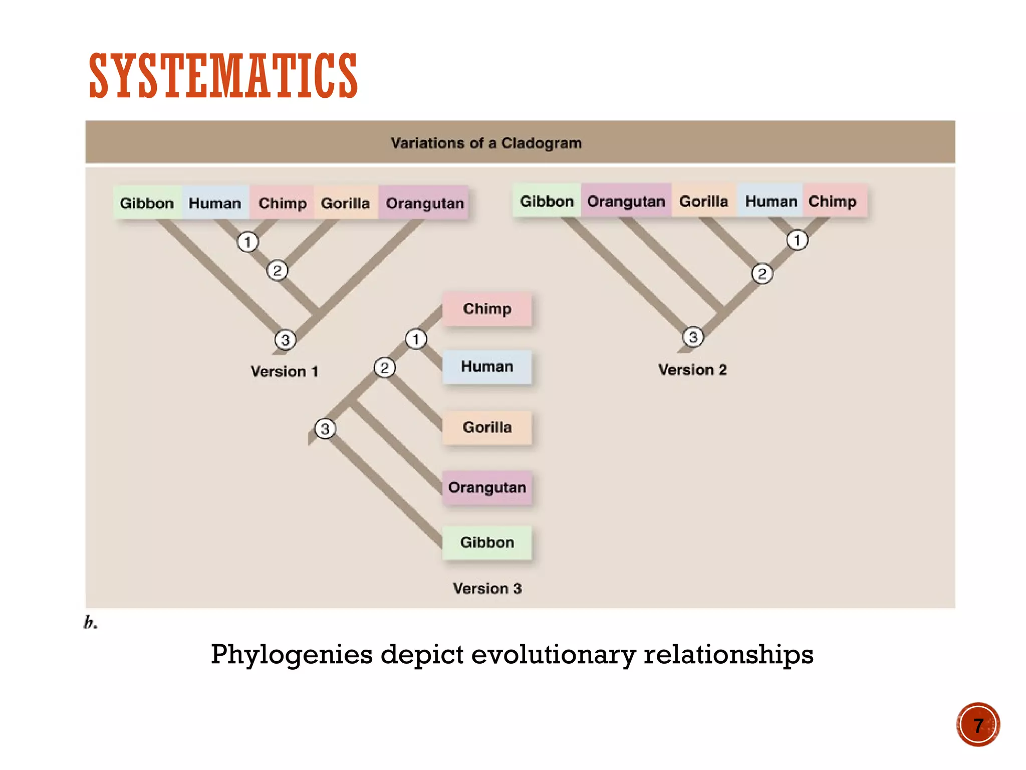 Cladistic systematics | PPT