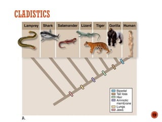 Cladistic systematics | PPT