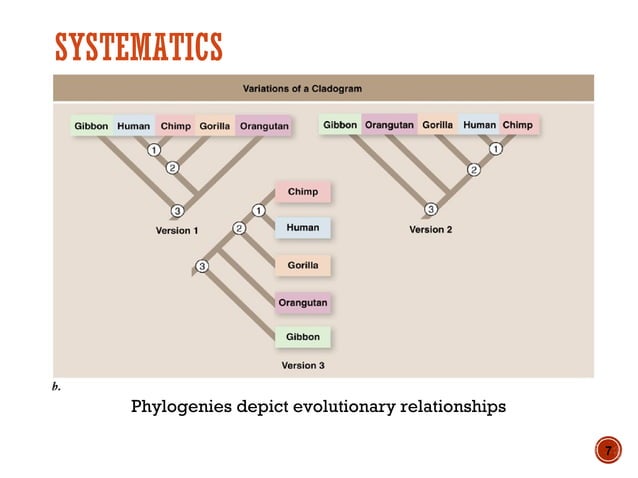 Cladistic systematics | PPT