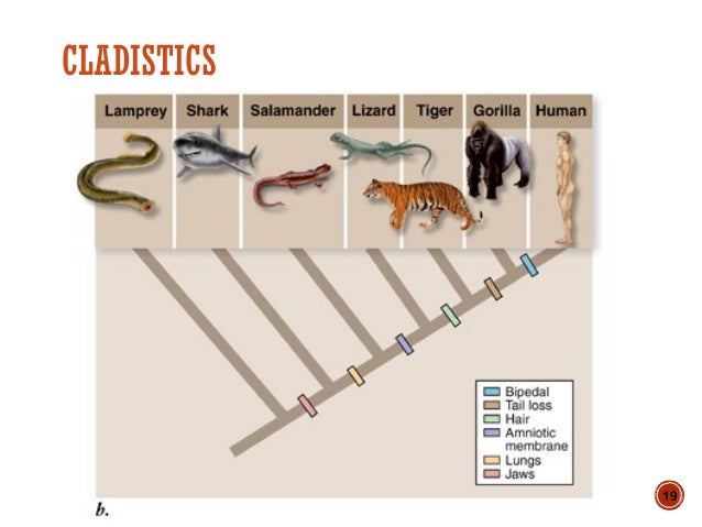 Cladistic systematics