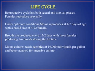 Cladoceran culture | PPTX