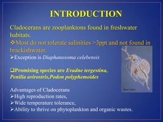 Cladoceran culture | PPTX
