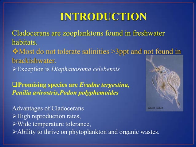 Cladoceran culture | PPTX