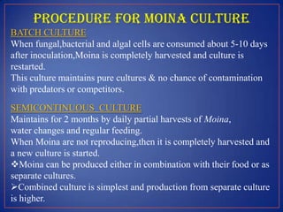 Cladoceran culture | PPTX
