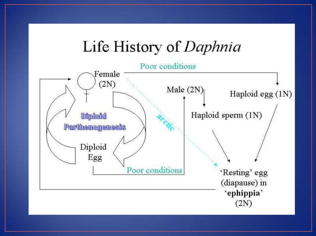 Cladoceran culture | PPTX