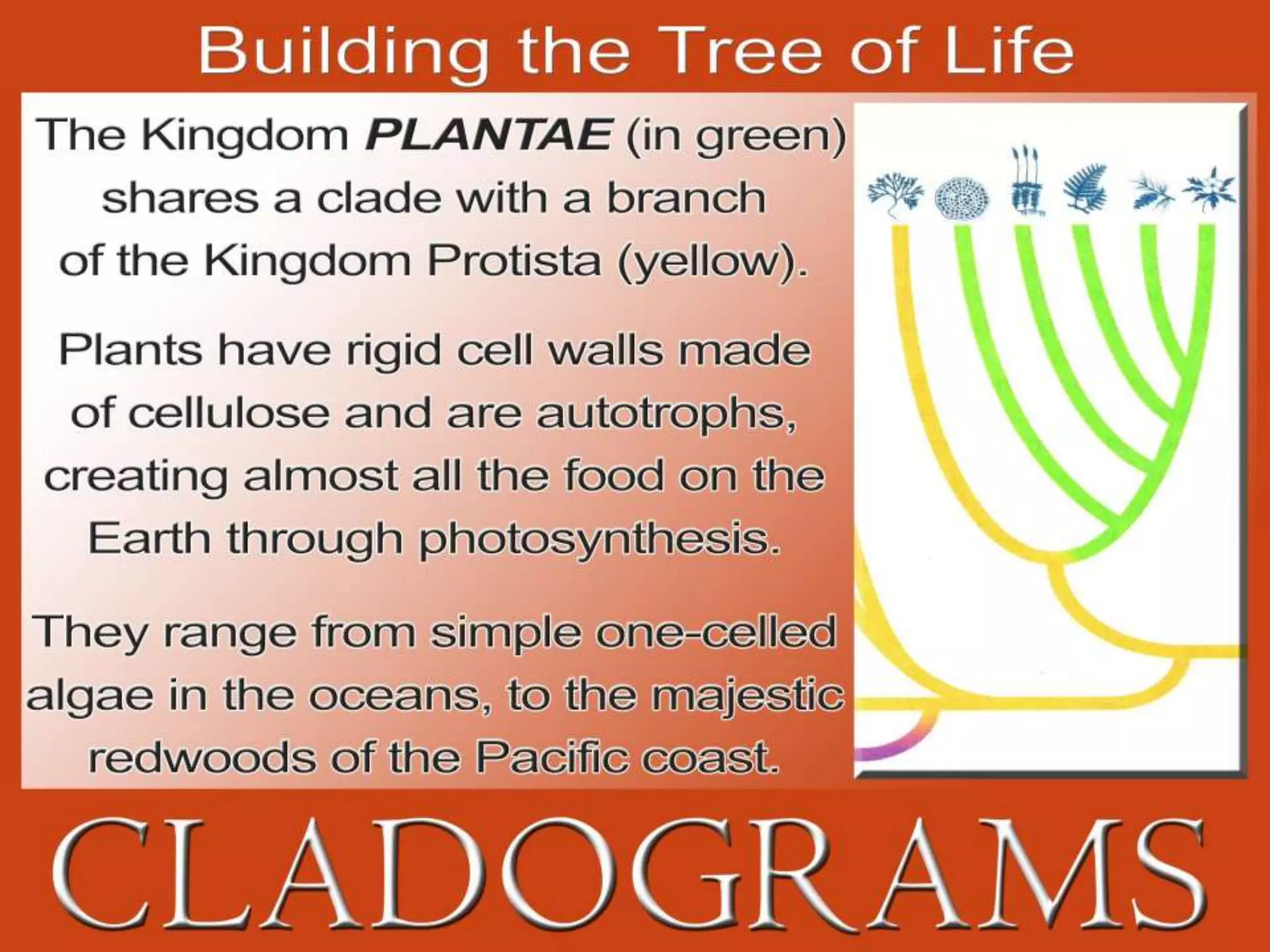 Cladogram | PPTX