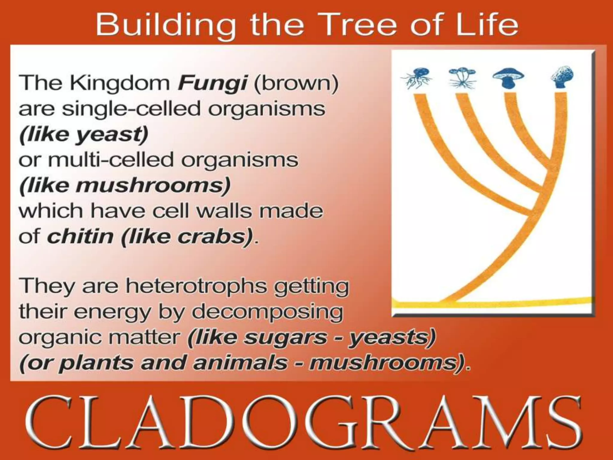 Cladogram | PPTX
