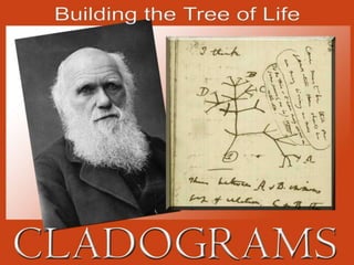 Cladogram | PPTX