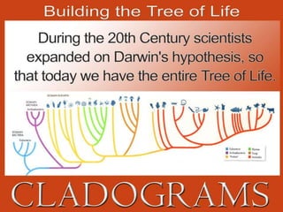 Cladogram | PPTX