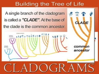 Cladogram | PPTX