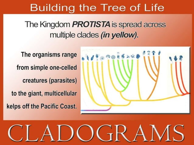 Cladogram | PPT