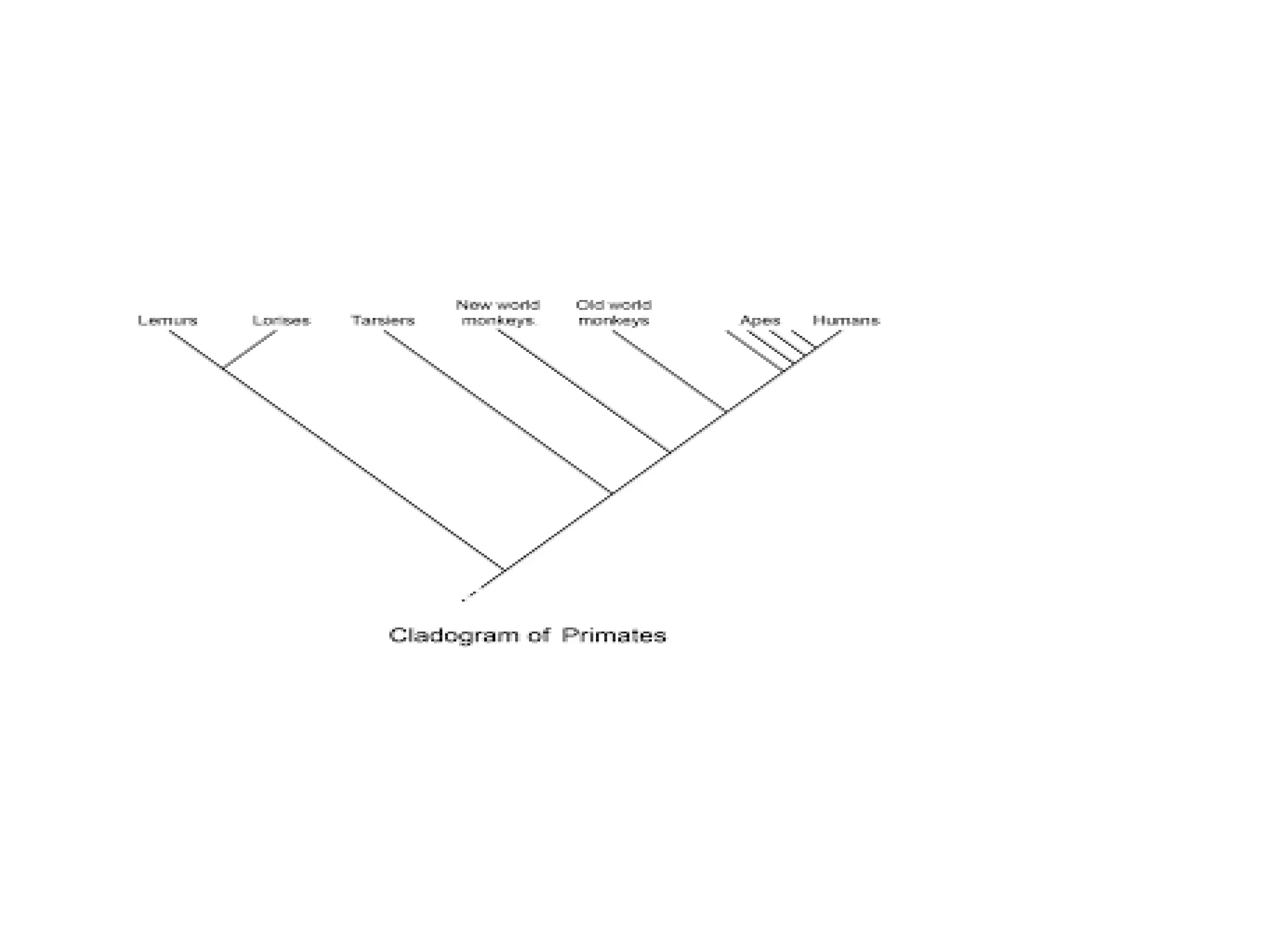 Cladogram.pptx