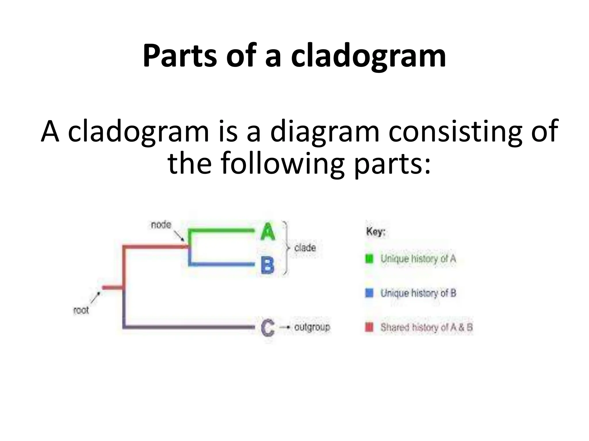 Cladogram.pptx