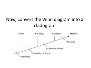 Cladogram.pptx