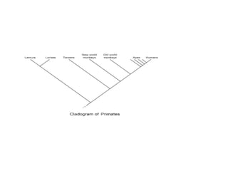 Cladogram.pptx