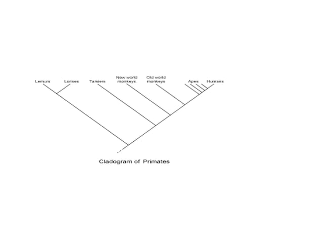 Cladogram.pptx | Biological Sciences | Science