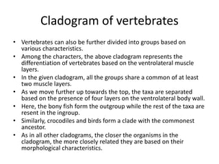 Cladogram.pptx