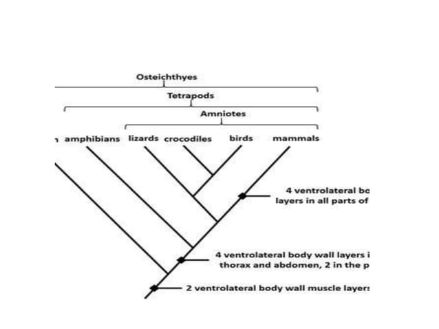 Cladogram.pptx | Biological Sciences | Science