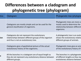 Cladogram.pptx