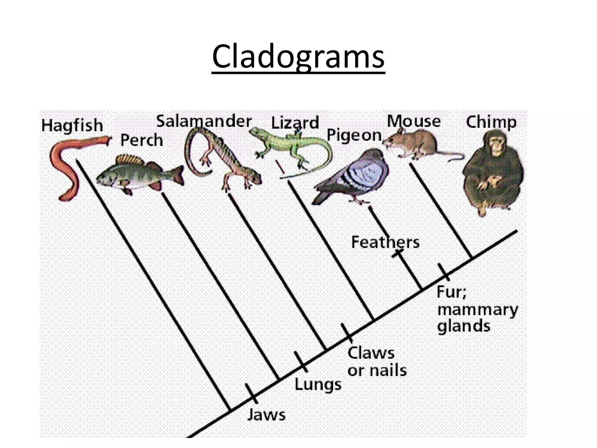 Cladograms | PPTX
