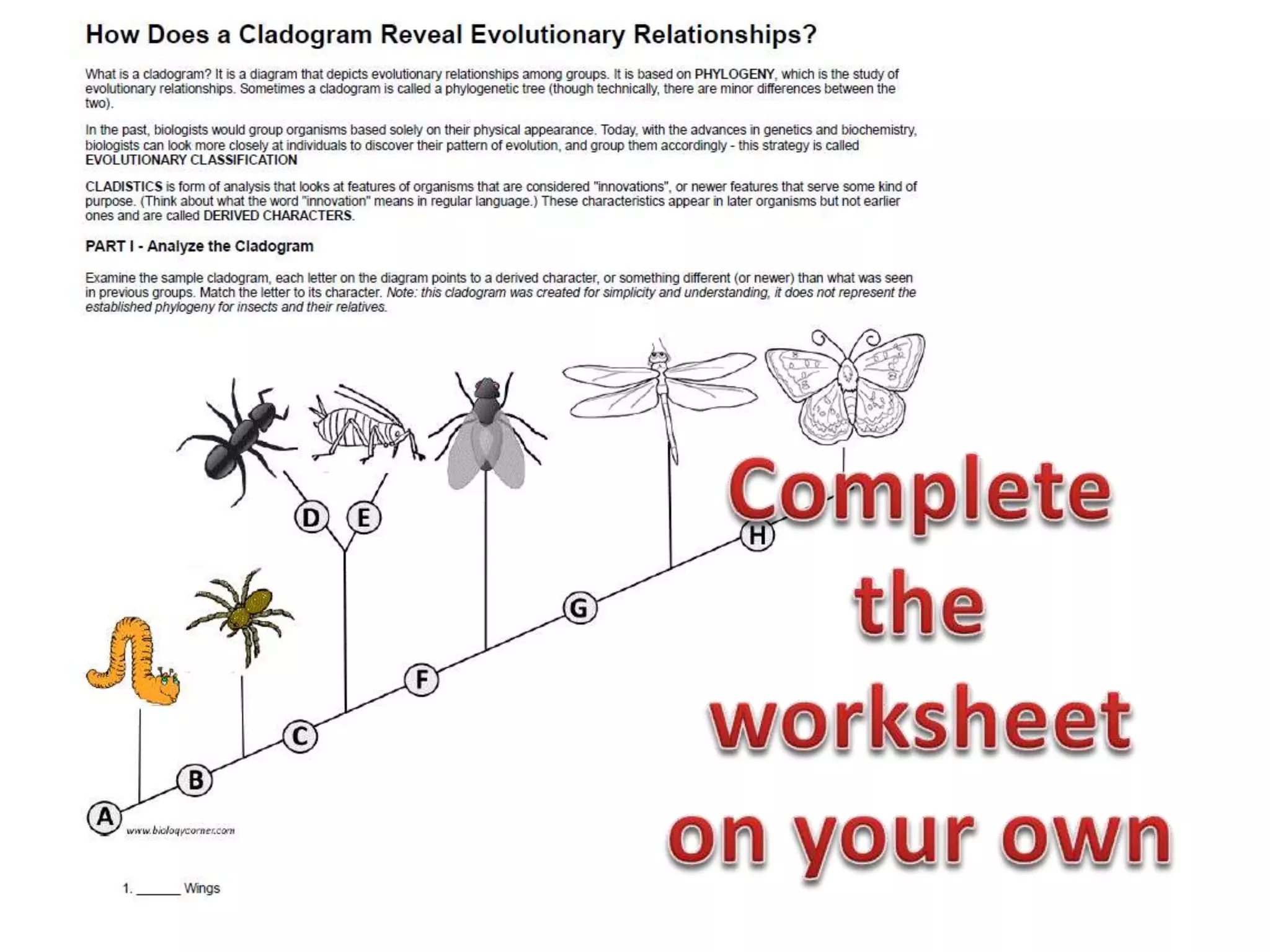 Cladograms | PPTX