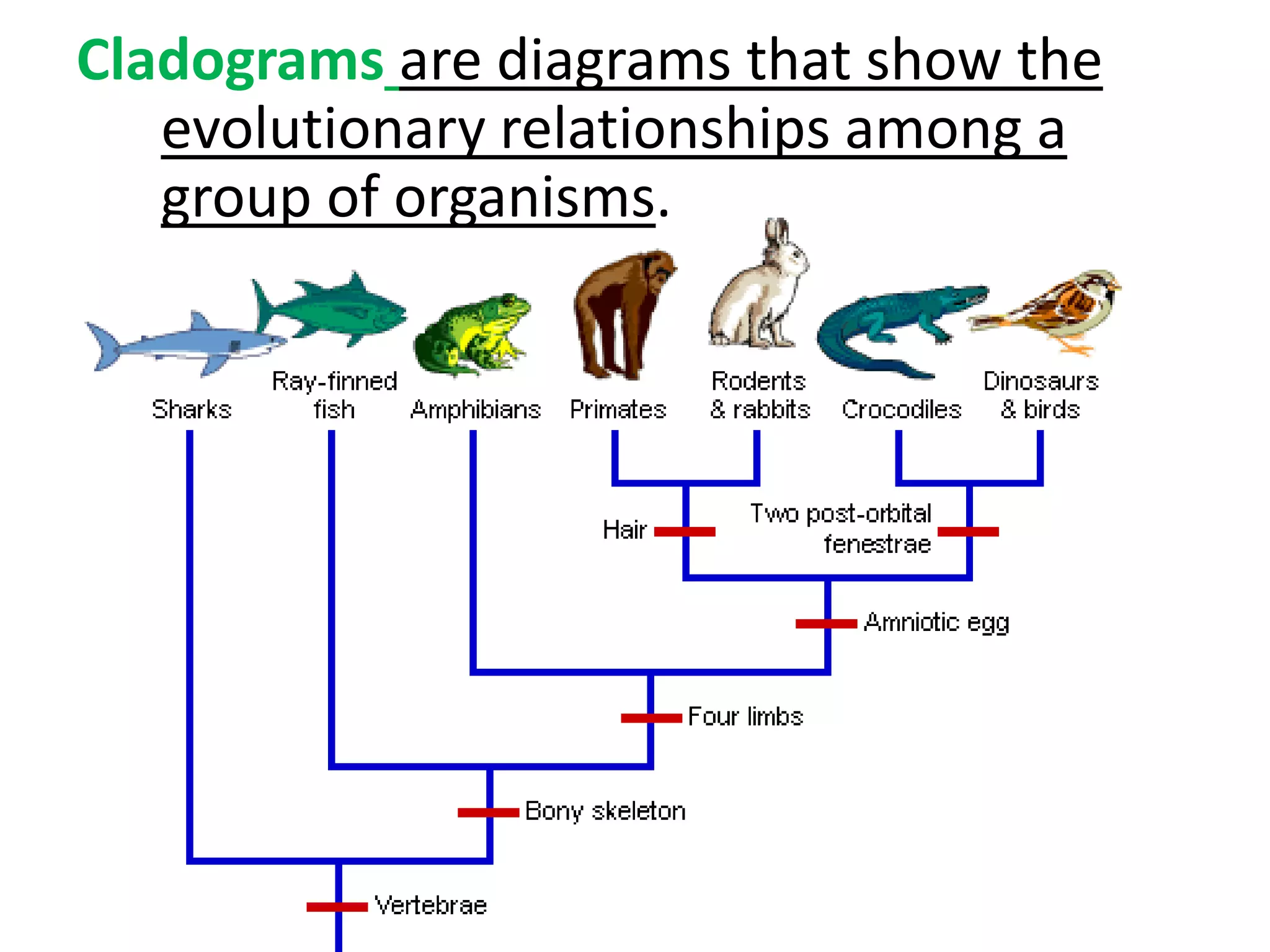 Cladograms | PPTX