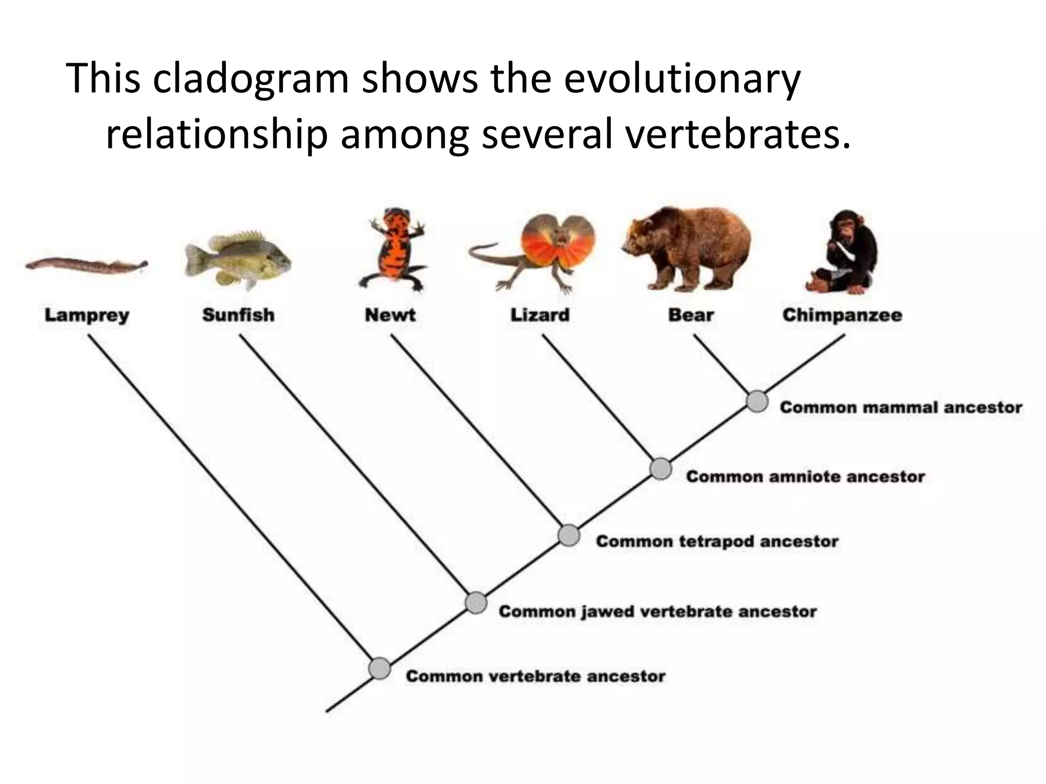 Cladograms | PPTX