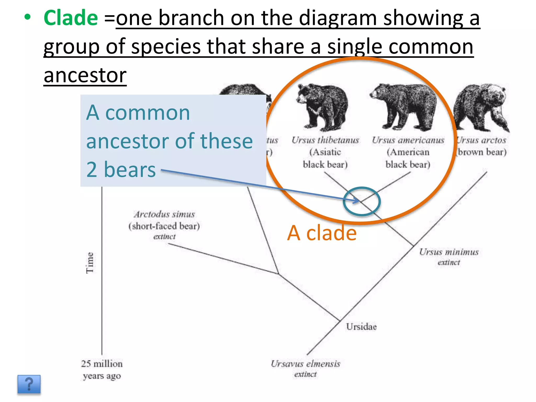 Cladograms | PPTX
