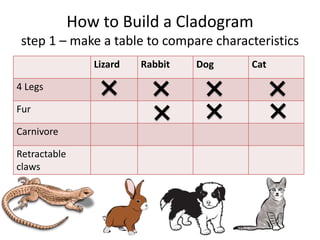Cladograms | PPTX