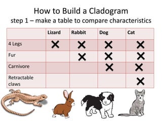 Cladograms | PPTX