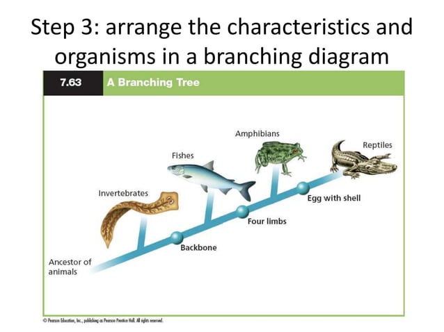 Cladograms | PPT