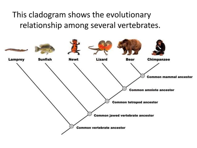 Cladograms | PPTX | Biological Sciences | Science