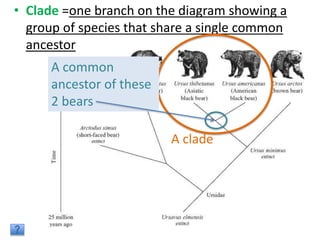 Cladograms | PPTX