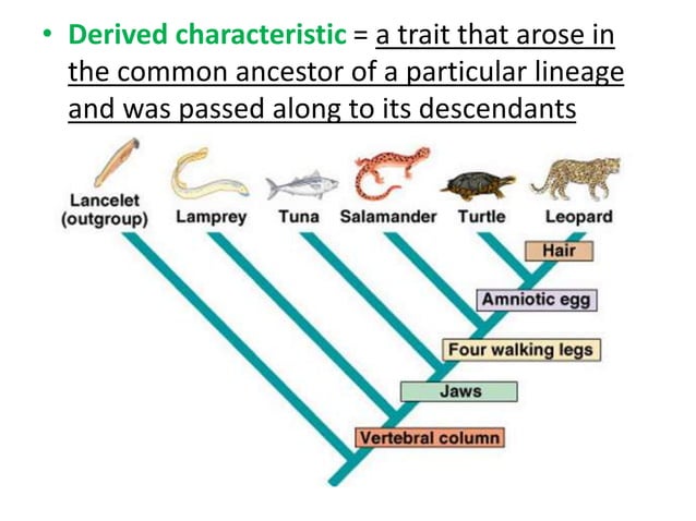 Cladograms | PPTX | Biological Sciences | Science