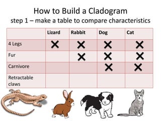 Animal Cladogram