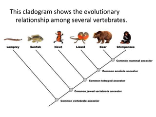 Cladograms | PPT