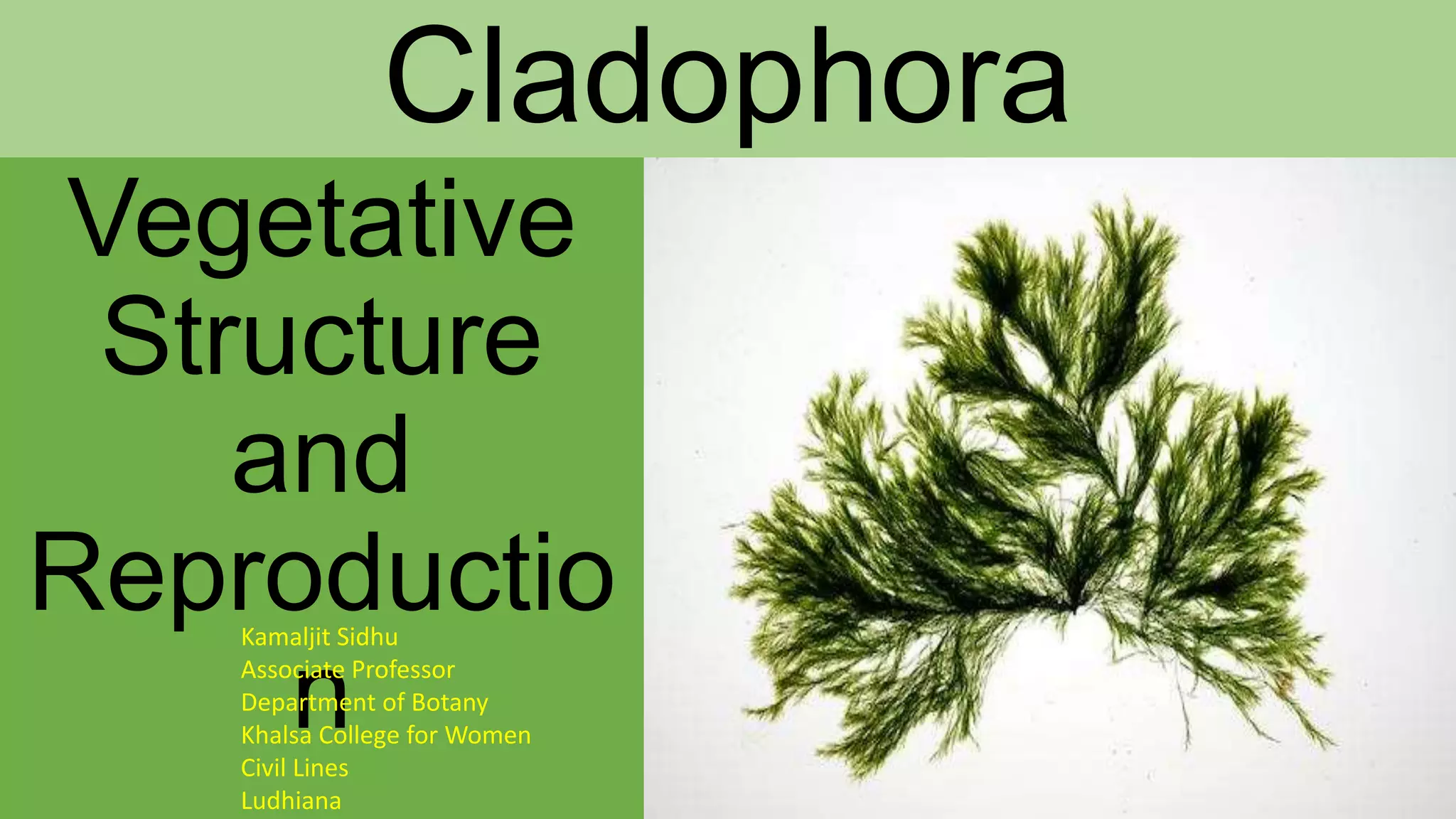 Cladophora -green alga | PPTX