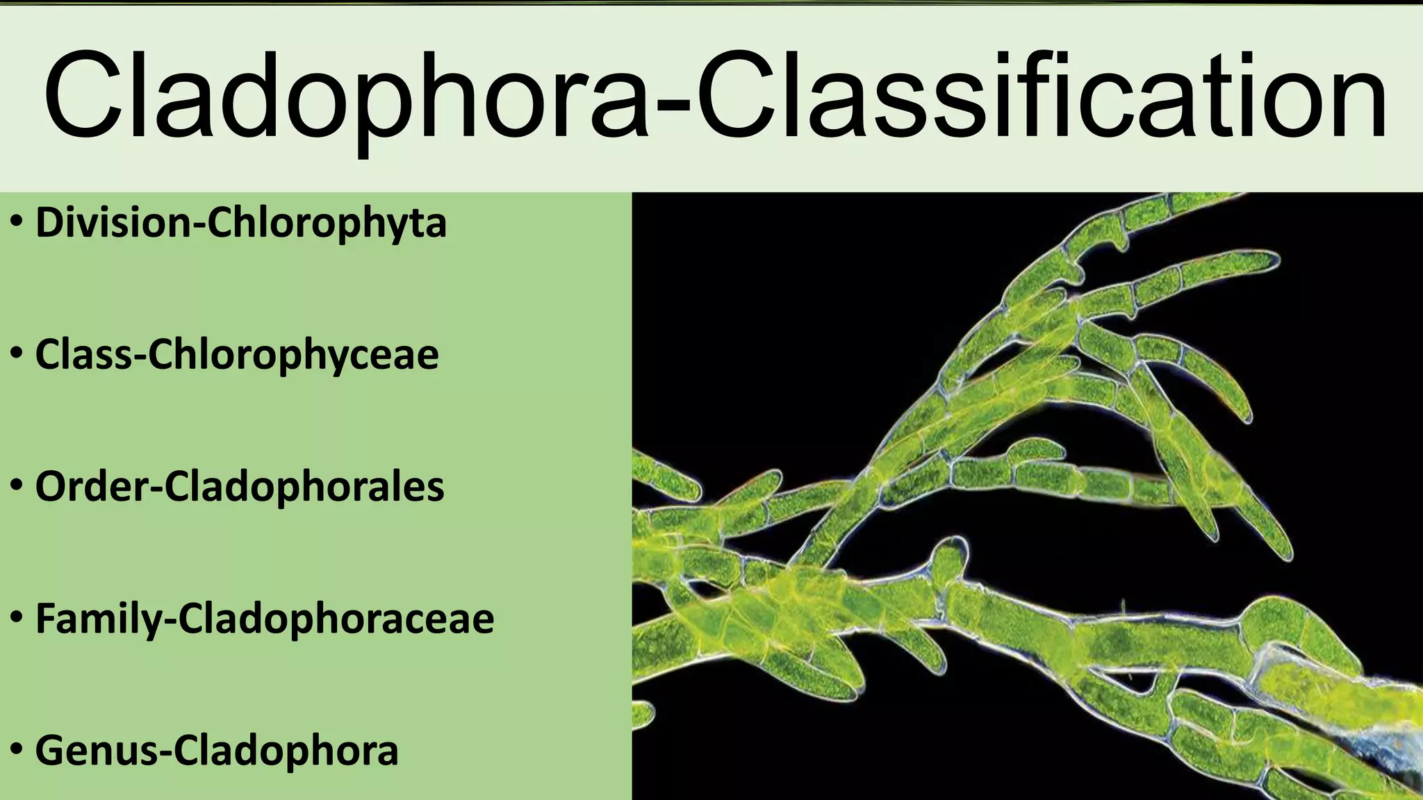Cladophora -green alga | PPTX