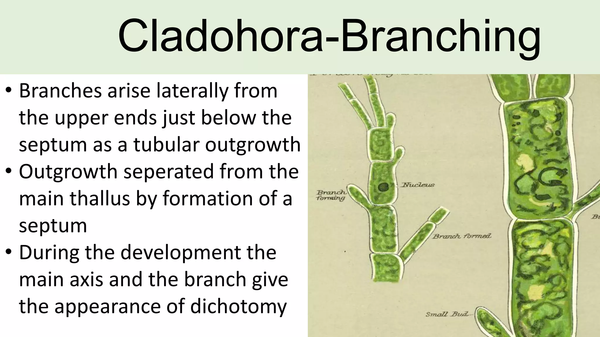 Cladophora -green alga | PPTX