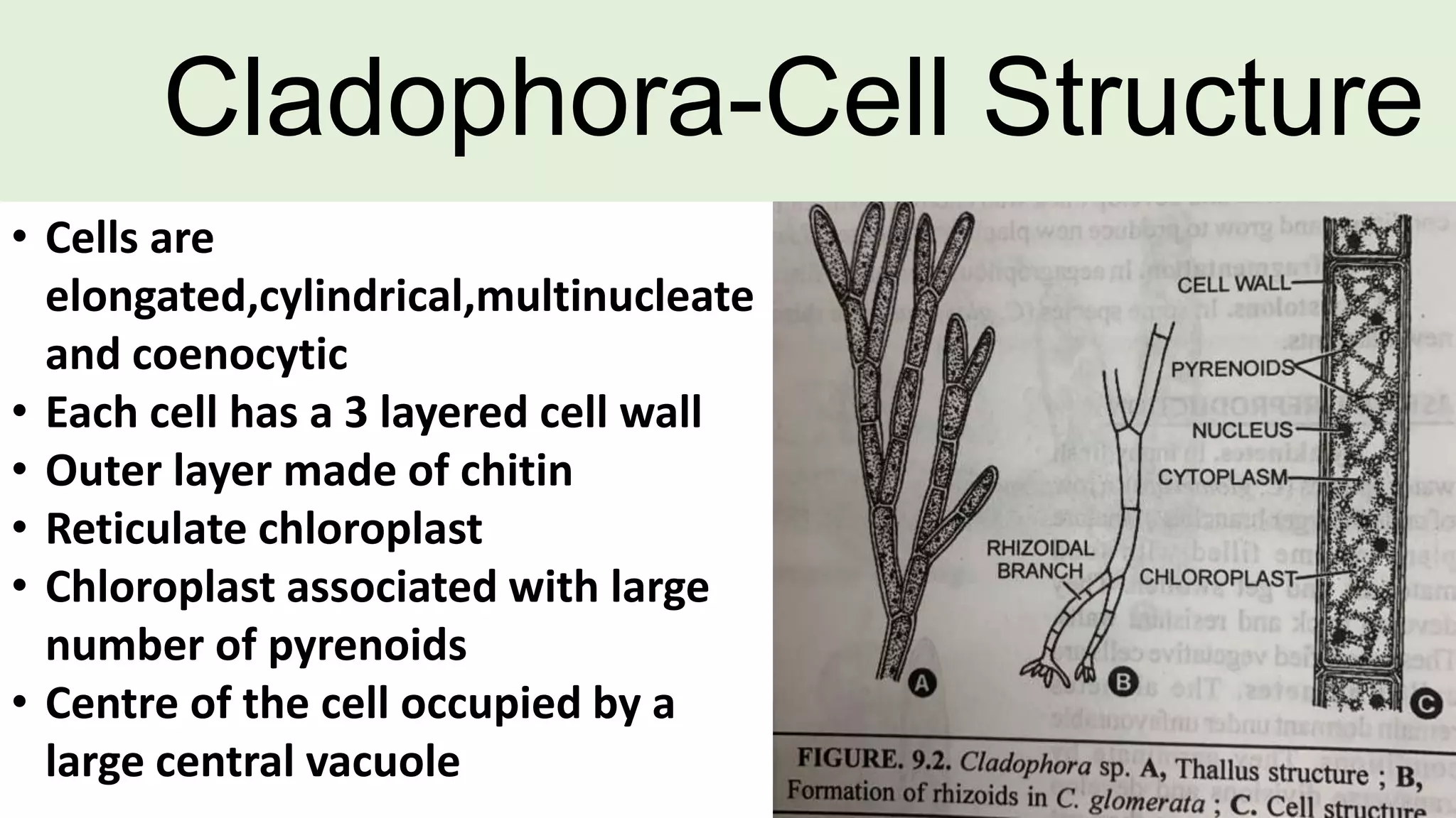 Cladophora -green alga | PPTX