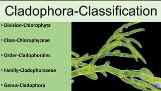 Cladophora -green alga | PPTX