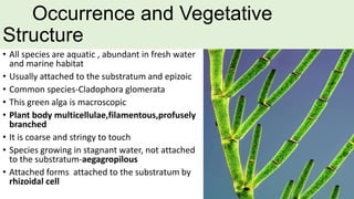 Cladophora -green alga | PPTX