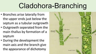 Cladophora