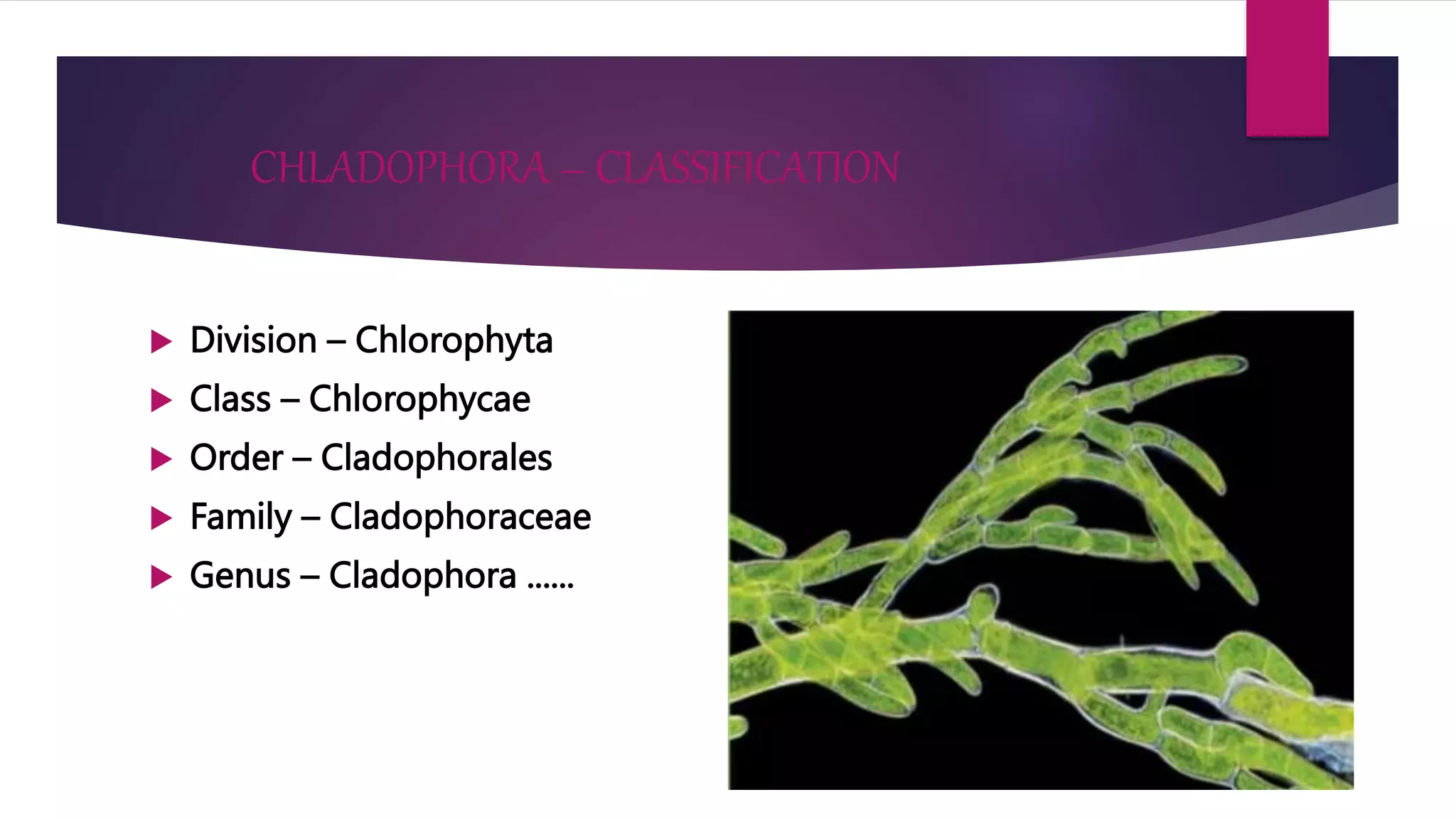 Cladophora ppt..pptx