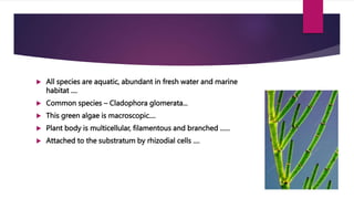 Cladophora ppt..pptx | Biological Sciences | Science